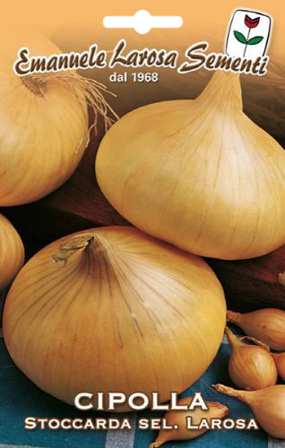 Oignon Gros Jaune Larosa Jaune