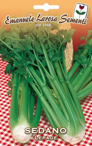 Céleri Vert Foncé à Gros Cœur