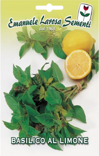 plante aromatique italienne