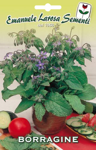 plante aromatique italienne
