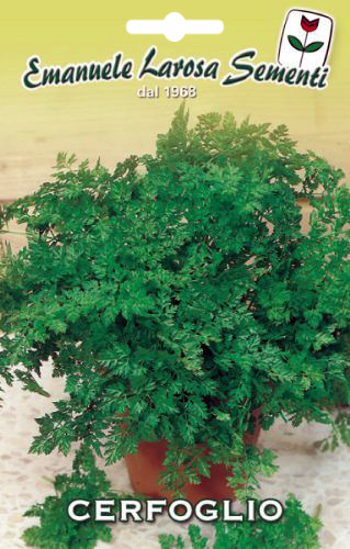 plante aromatique italienne