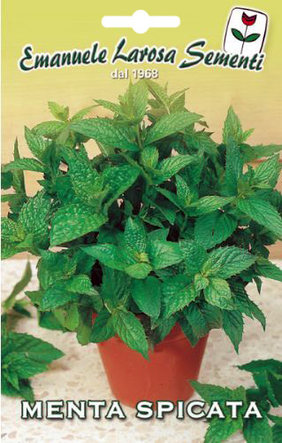 plante aromatique italienne