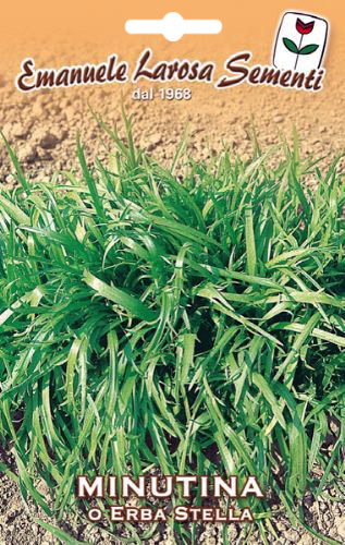 plante aromatique italienne
