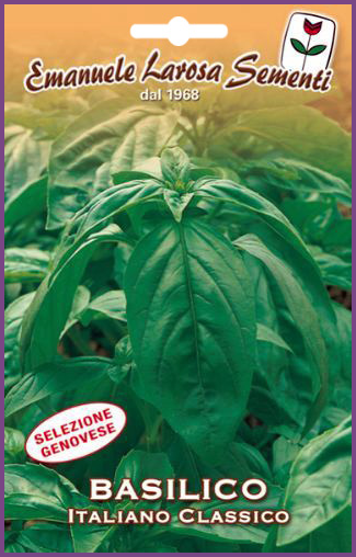 Basilic Classique Italien.