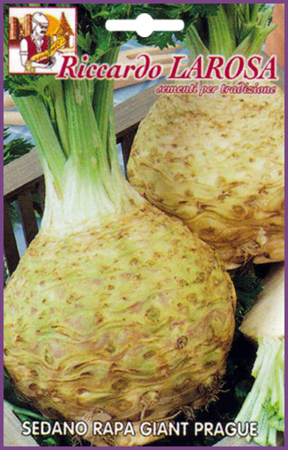 Cèleri à Très Gros Cœur Géant de Prague