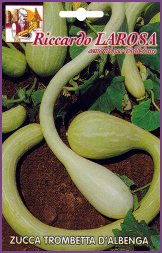 Courgette trompette Italienne