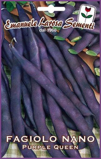 Haricot Violet Nain Queen