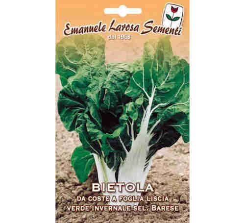 Blette à Large Feuille Italienne