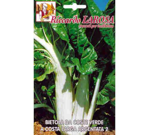 Blette à Feuille Large Argentée Italienne.