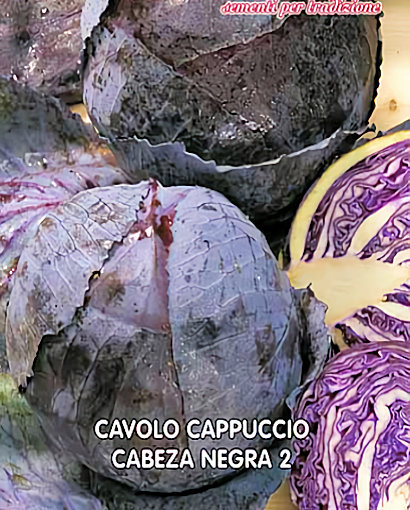 Graine et Semence de Chou Cabus Rouge.