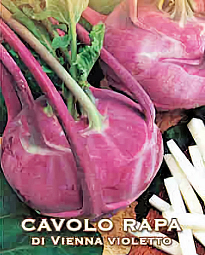 Chou Rave Violet de Vienne.