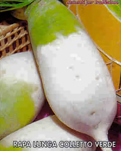 Navet Long à Col Vert.