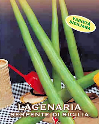 Courgette Serpent Chinois de Sicile.