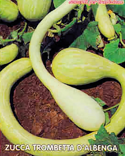 Courgette Trompette Géante.