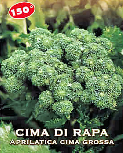 Cima di Rapa 150 Jours.
