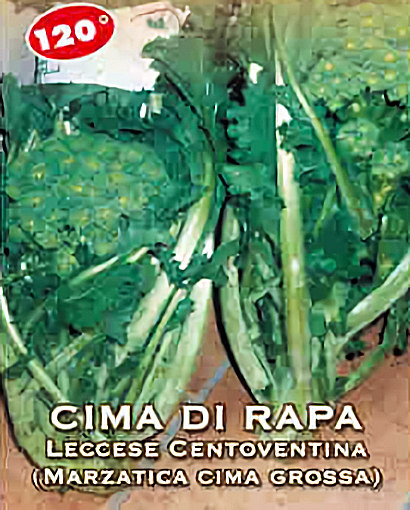 Cima di Rapa 120 Jours.