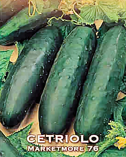 Concombre Demi-Long Apprécié en Crudité.