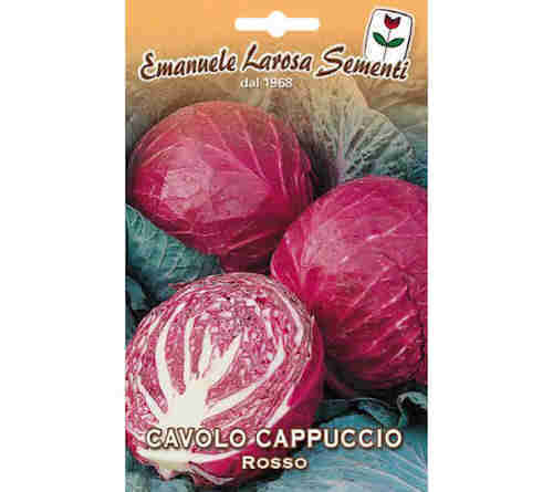 Graine et Semence de Chou Cabus Rouge.