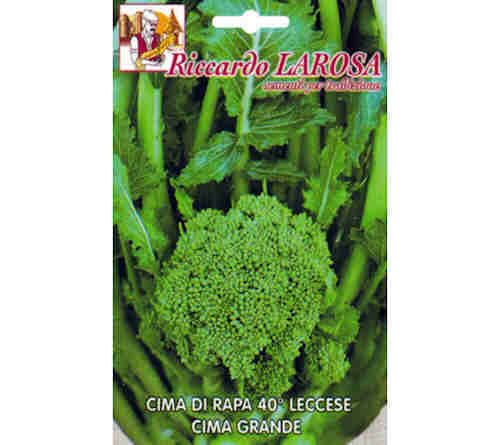 Toutes les Graines Semences et Semis de Cima di Rapa Brocolis Italiens.