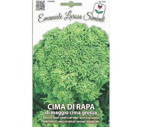 Toutes les Graines Semences et Semis de Cima di Rapa Brocolis Italiens.