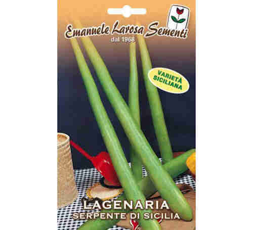 Courgette Serpent Chinois de Sicile.
