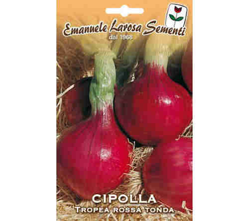 Oignon Rond Rouge.