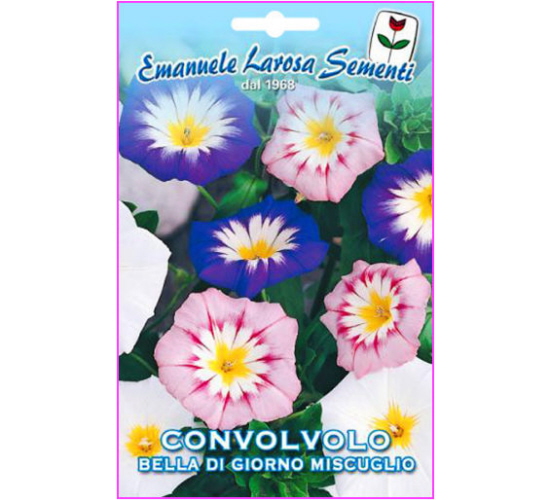 Belle de Jour Fleur Multicolore.