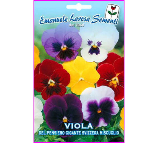Pensée Grande Fleur Suisse Mélange de Graine-Multicolore.