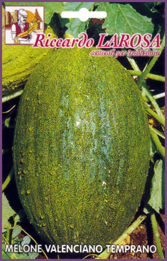 Melon Vert de Valence