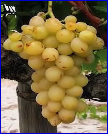 Raisin Blanc Sultan Sans Pépin